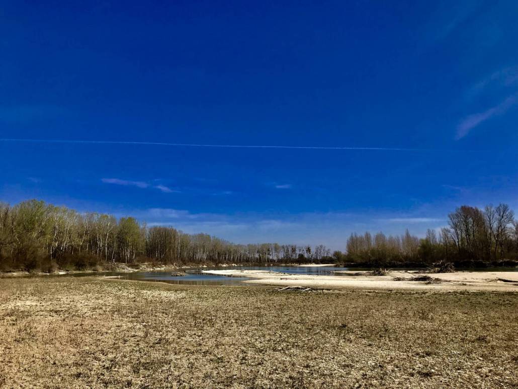 World Water Day Marked by the Reintroduction of Dwarf Cattail on the ...