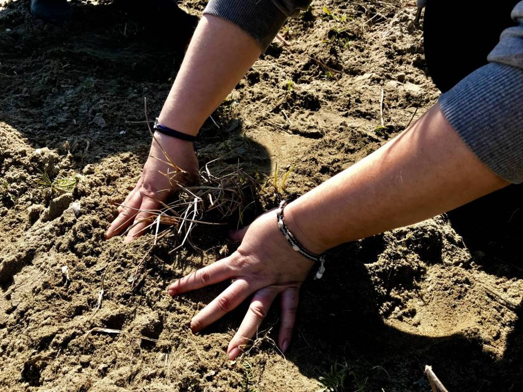 World Water Day Marked by the Reintroduction of Dwarf Cattail on the ...