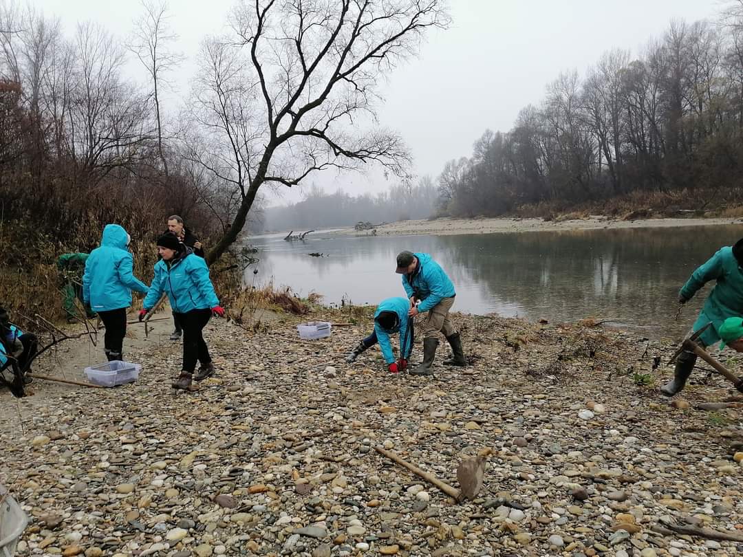 Kebrač uspješno preseljen na prirodna staništa rijeke Drave - Drava Life